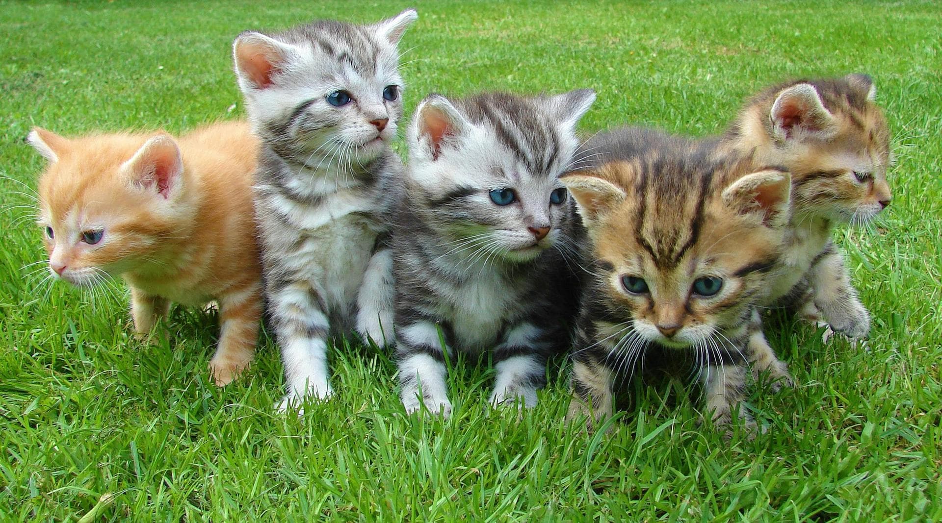 Ipswich Veterinary Centre | Vets in Ipswich, Suffolk | Updated January 2026